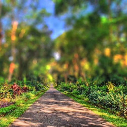 Mesmerizing Blur Background HD Images for Captivating Visuals